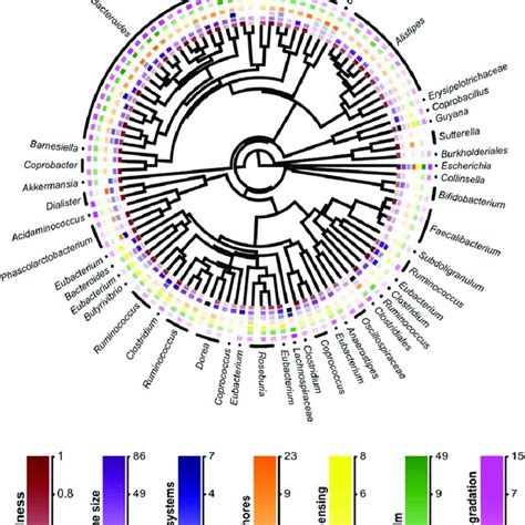 Genetic Relatedness And Cooperation Across The Gut Microbiome