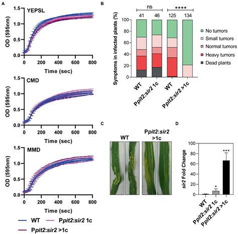 Frontiers Systematic Characterization Of Ustilago Maydis Sirtuins Shows Sir2 As A Modulator Of