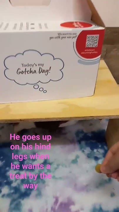 Nuget Being Cute Youtube