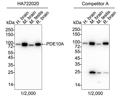 Pde10a Recombinant Rabbit Monoclonal Antibody [psh03 61] Ha722020 Huabio