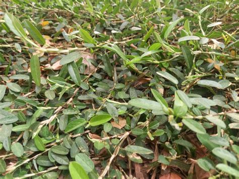 Grass Green Texture Patern Fertile Field Stock Image Image Of Patern