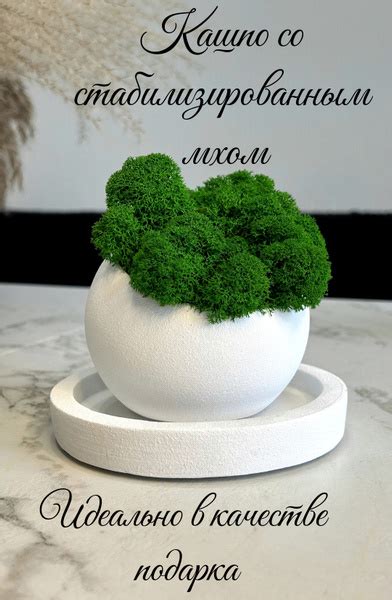 Кашпо со стабилизированным мхом для декора и интерьера белое купить на Ozon по низкой цене