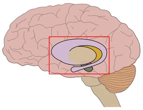 Ventral Striatum Definition — Neuroscientifically Challenged