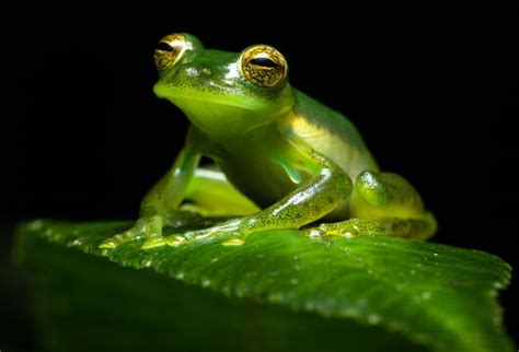 Glass Frog Wallpaper