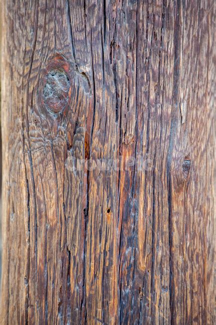 스킨 나무결 무늬 나무무늬 패턴 사진 이미지 일러스트 캘리그라피 Mspapa작가