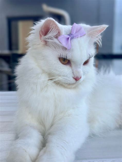 Chloe And Casper Added A New Photo Chloe And Casper