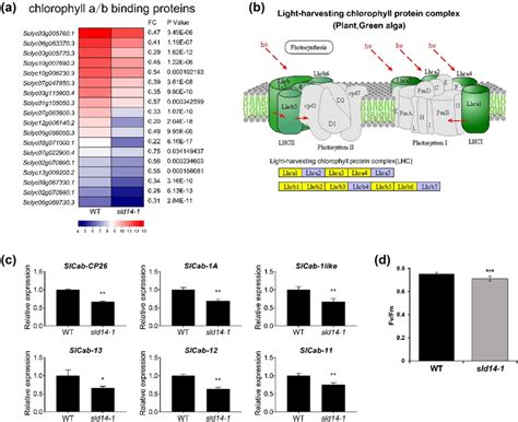 The Effect Of Loss Of Function Mutation In Sld14 On The Expression
