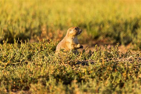Prairie Dogs Offer An Alarm System For Other Creatures At Risk From