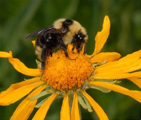 Bumblebees