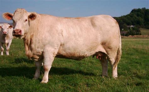Características De La Raza Charolais Mdnt