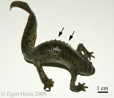 Spanish Ribbed Newt Care