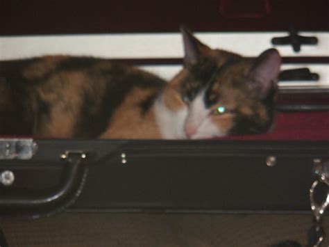 Comfy Kitty By Koockygirl On Deviantart Comfy Kitty By Koockygirl On Deviantart