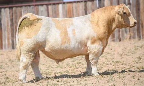 Come N Getcha Semen Steerbidder