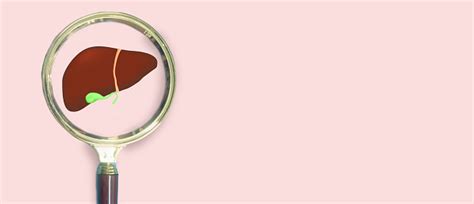 돋보기 초점 관리 검진 간 건강 치료 간암 암 기증 간 질병 기증 간염 간경변 B 형 간염 바이러스 Hbv 백신 보험 병원 세계 간염의 날 0명에 대한 스톡 사진 및 기타