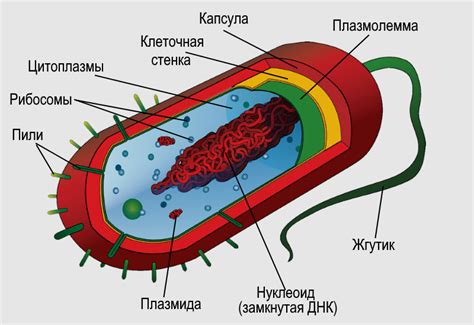 Прокариоты: что это в биологии (примеры и схема бактерии)