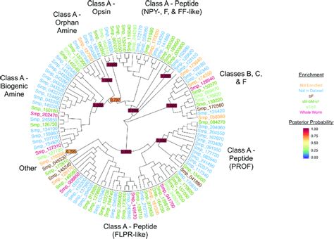 Phylogenetic Analysis Of S Mansoni Gpcr Genes A Bayesian Tree Of