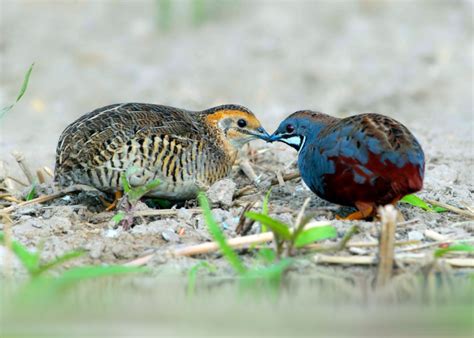 King Quail Breed Everything You Need To Know About Them