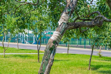 How To Use Tree Wrap For Damaged Bark Minneopa Orchards