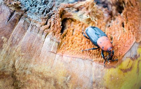 Red Palm Weevil World Agriculture Technology Management