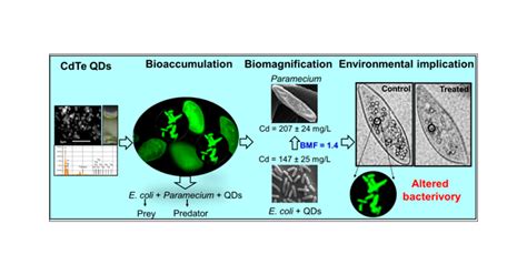 Biomagnification