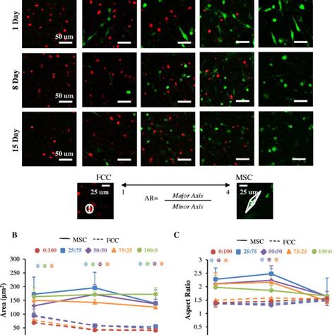 Cell Shape And Size Images With Analysis With All Ratios Presented As Download Scientific