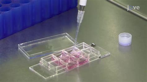 Video Fluorescent Probe Imaging Assay A Technique To Visualize Oxidative Stress In The