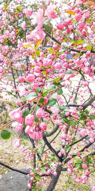Premium Photo A Tree With Pink Flowers In The Spring