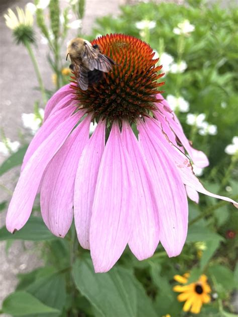 Bee 🐝 Butt Rbeehinds