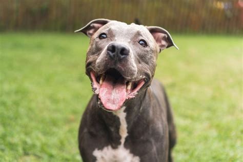 Cutest Pitbull