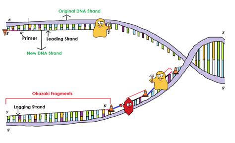 Okazaki Fragments Dna Replication