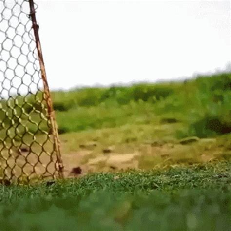 Running Chicken Animated 