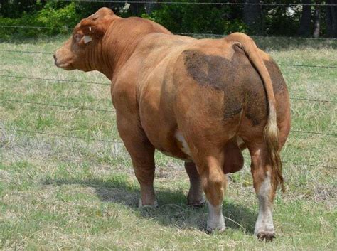 Say When Semen Steerbidder