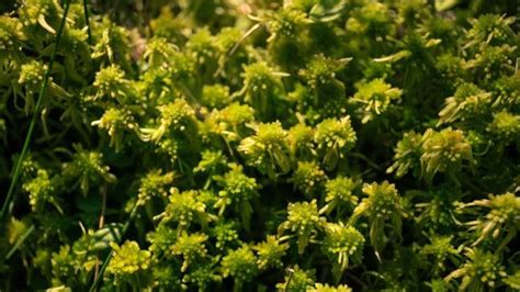 New Map Service Shows Sphagnum Moss Harvesting Sites In Finland GTK