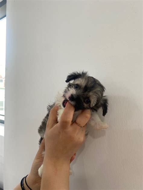 푸들믹스츕스 책임무료분양 강아지분양 고양이분양 컴투펫 시츄 셔틀랜드쉽독 말티푸 미니핀 치와와 요크셔테리어 포메라니안 말티즈 분양