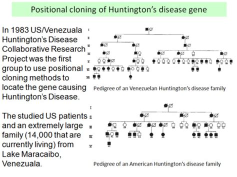 Patterns Of Inheritance 5 Triple Repeat Disorders 16 Flashcards Quizlet