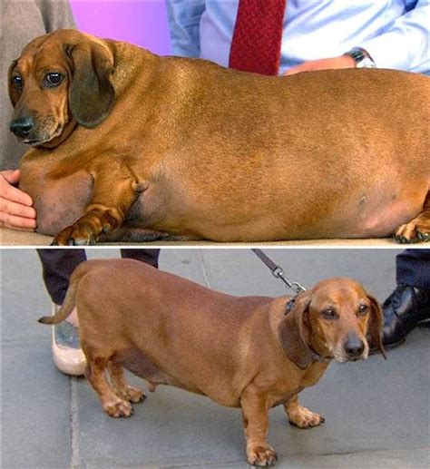 Obie The Dachshund Showed Off His Newly Svelte Physique On Today After