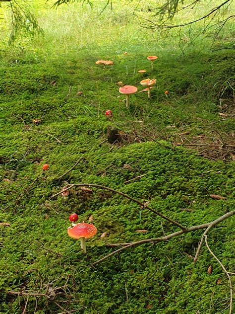 Houbařský Ráj Na Severu Evropy Médiumcz