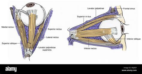 Medial Rectus Hi Res Stock Photography And Images Alamy