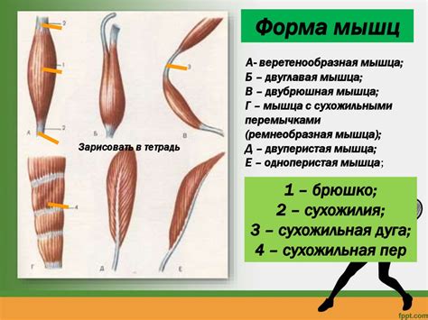 Строение мышц Биология класс презентация онлайн