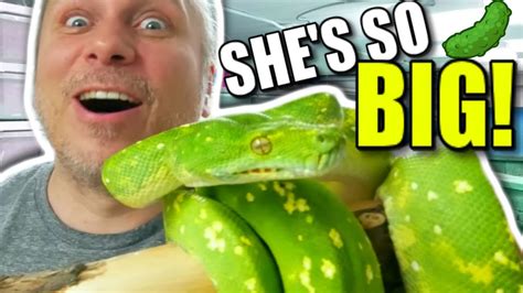 Green Tree Python Bite