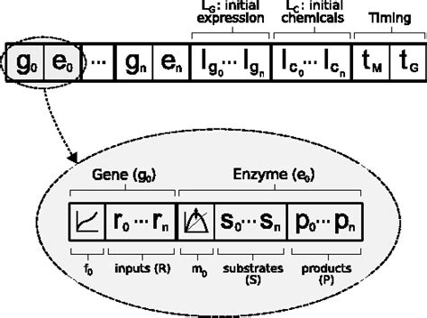 Figure 2 From Controlling Legged Robots With Coupled Artificial Biochemical Networks Semantic