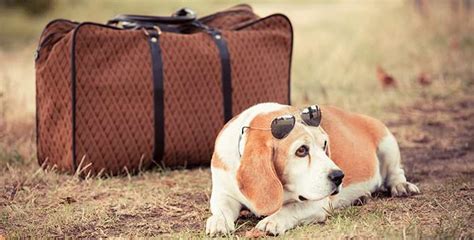 How Much Does It Cost To Fly A Dog Nowadays – Pets2Fly