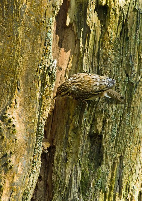 Treecreeper Nesting Time Pentax User