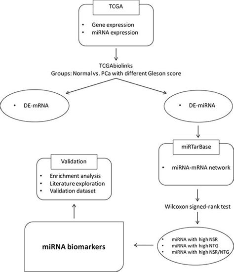 Identification Of Key Mirnas In Prostate Cancer Progression Based On Mirna Mrna Network