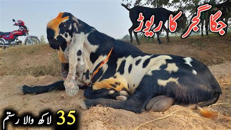 New Home Of Rustam Bakra Top Class Milking Betal Goats Of Famous Jaga Gujar Rustambakra Jaga