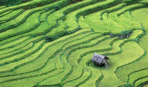 Coding A Rice Field Scripting McNeel Forum