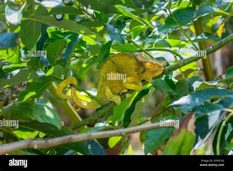 A Perfectly Camouflaged Parsons Chameleon Blends Seamlessly With The Lush Green Foliage The