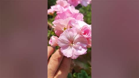 Таира Крымская Роза #пеларгония #цветы - YouTube