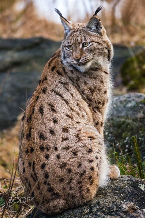 Lynx Null Exotic Cats Wild Cats Beautiful Cats