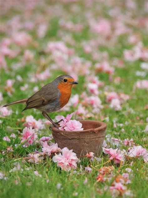 Red Robin Bird Spiritual Meaning Awakening State Red Robin Bird